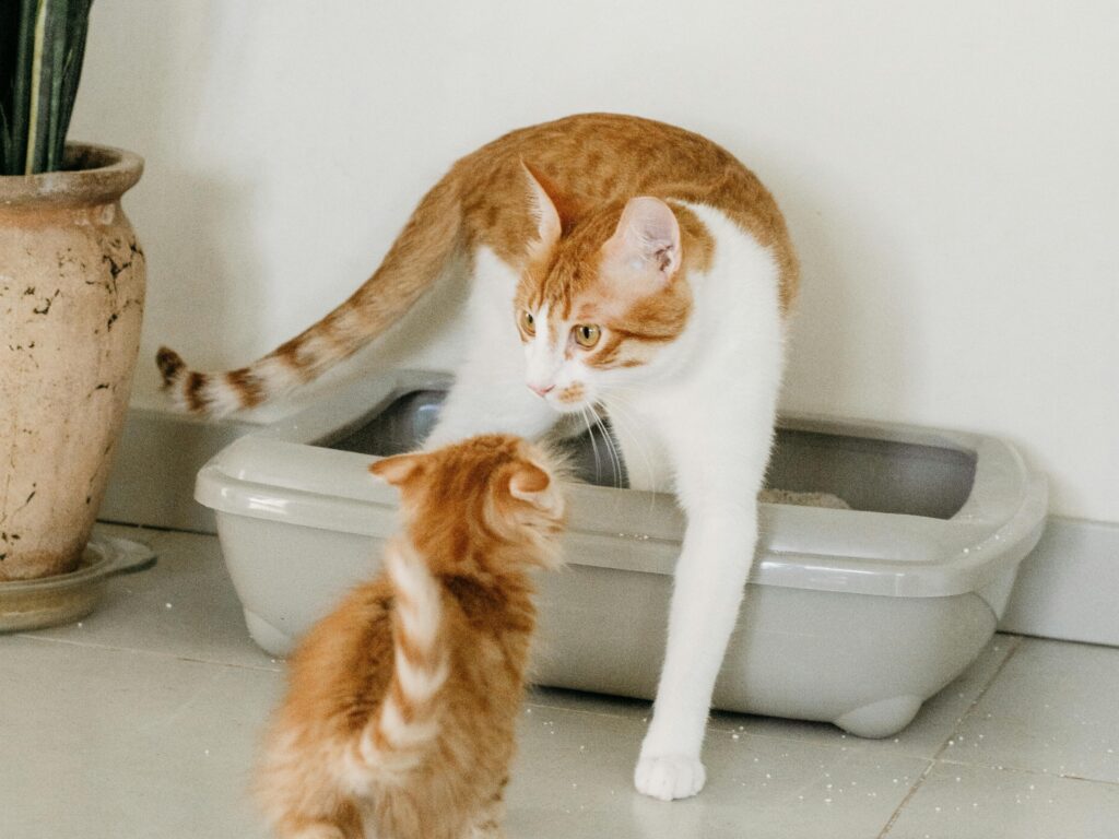 Top 3 Best Cat Litter - Find the Perfect Litter for Your Cat