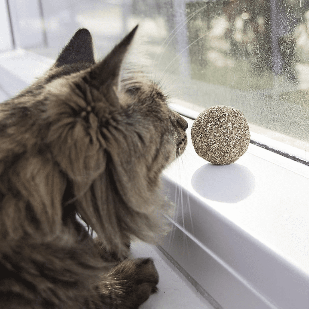 Top 5 Best Catnip for 2024 to Delight Your Feline Friend