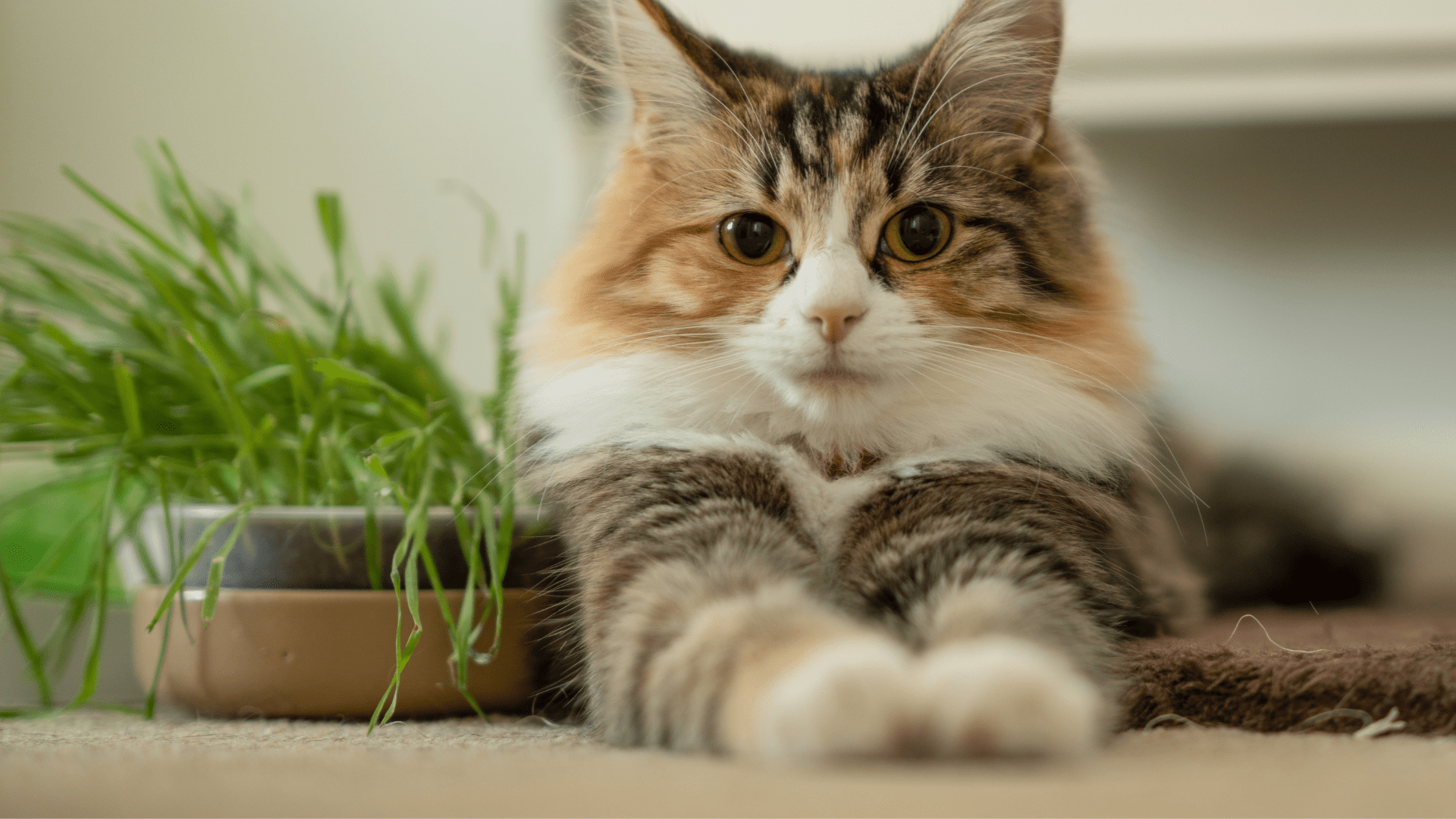 The 4 Best Food for Calico Cats You Can't Miss