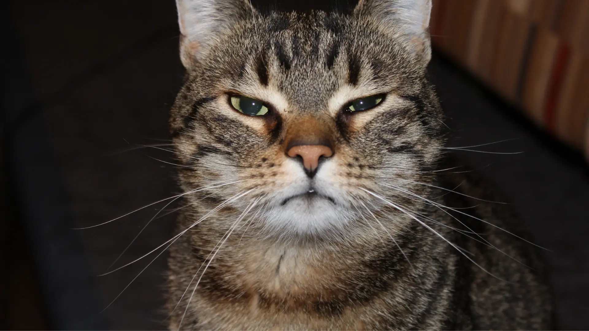 #1 Ultimate Guide: Why Is My Cat Vomiting Undigested Food?